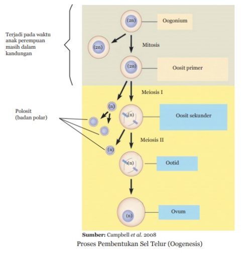 Sistem Reproduksi pada Manusia - serupa.id
