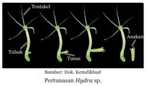 Perkembangbiakan Hewan: Seksual/Aseksual, Vivipar, dsb - serupa.id