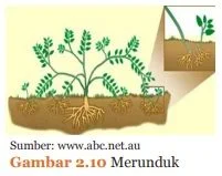 Perkembangbiakan Tumbuhan : Berbagai Jenis (Lengkap) - serupa.id