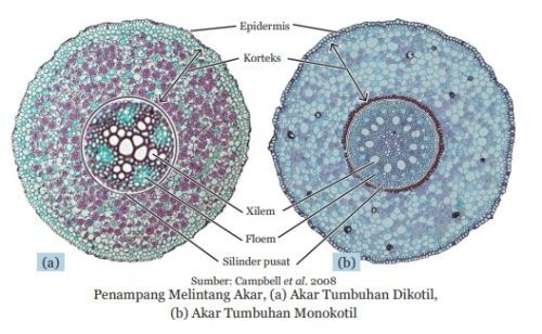 Struktur dan Fungsi Tumbuhan : Organ, Jaringan, Fungsi, dsb - serupa.id