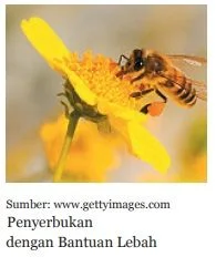 Perkembangbiakan Tumbuhan : Berbagai Jenis (Lengkap) - serupa.id