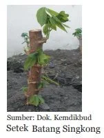 Perkembangbiakan Tumbuhan : Berbagai Jenis (Lengkap) - serupa.id